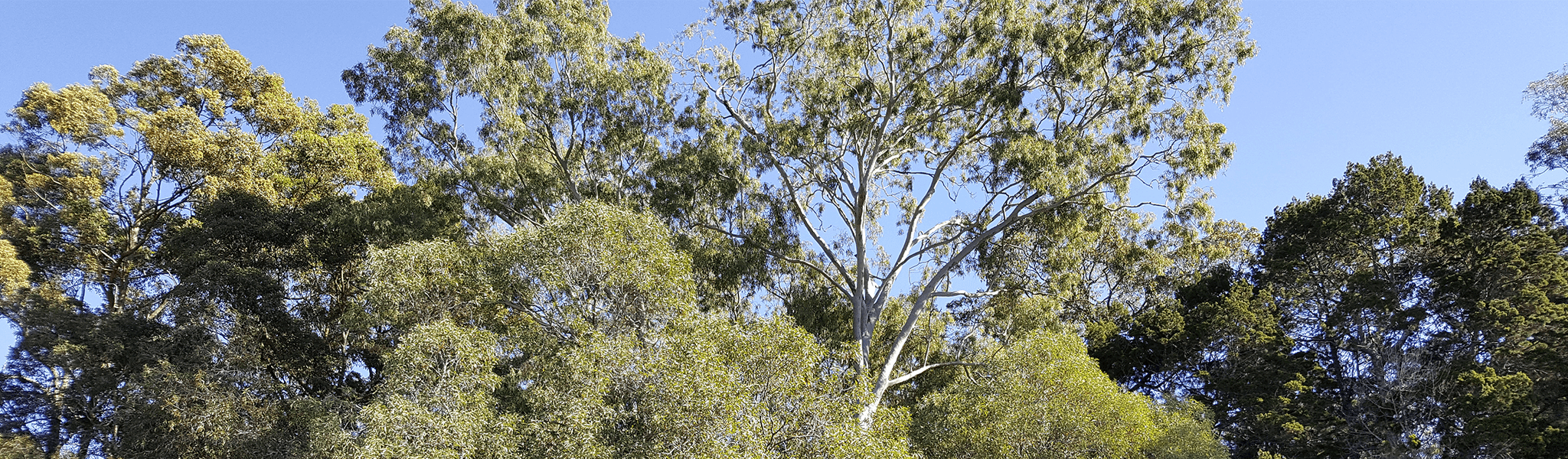 Stanwell State School